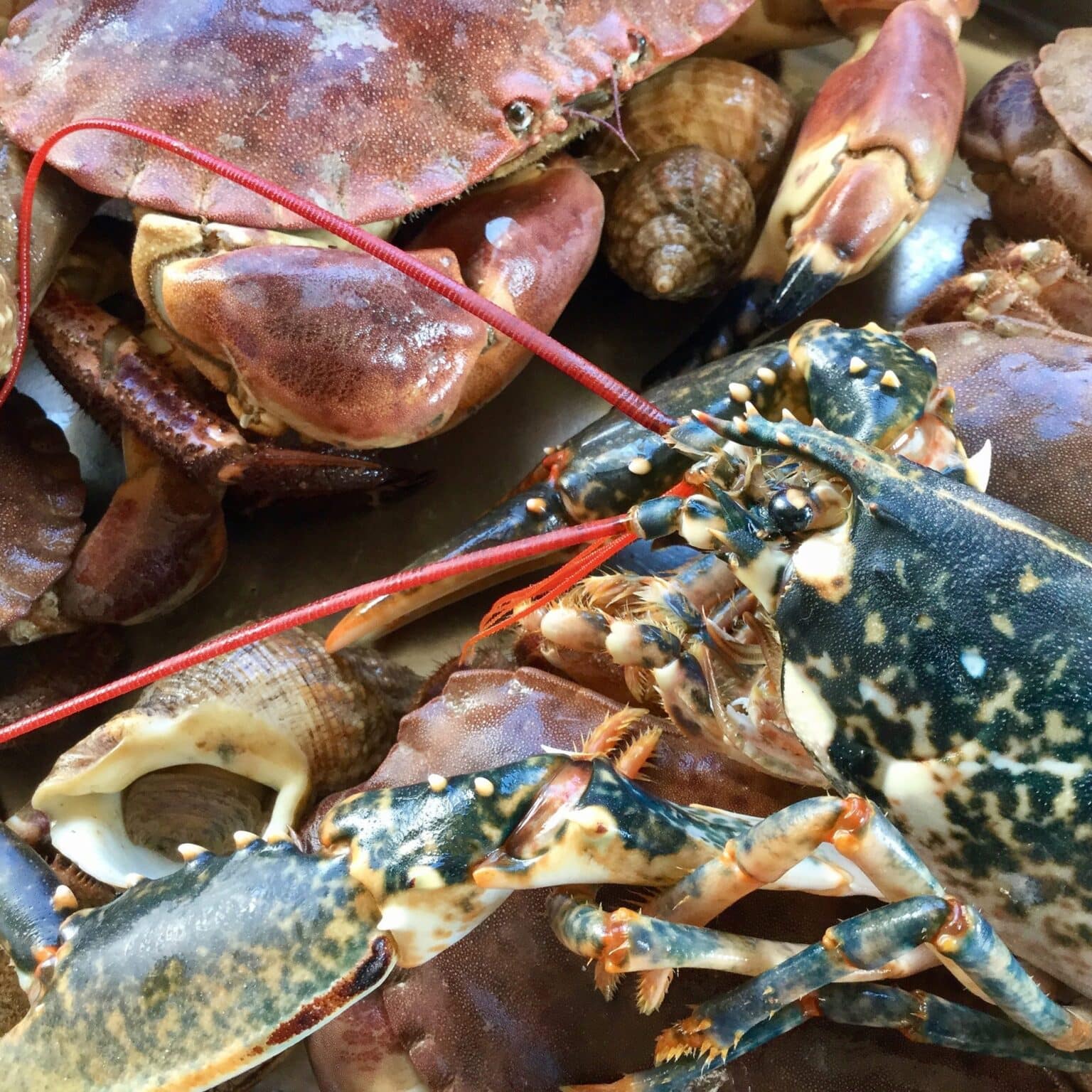 Busting the myth - The Shellfish Association of Great Britain
