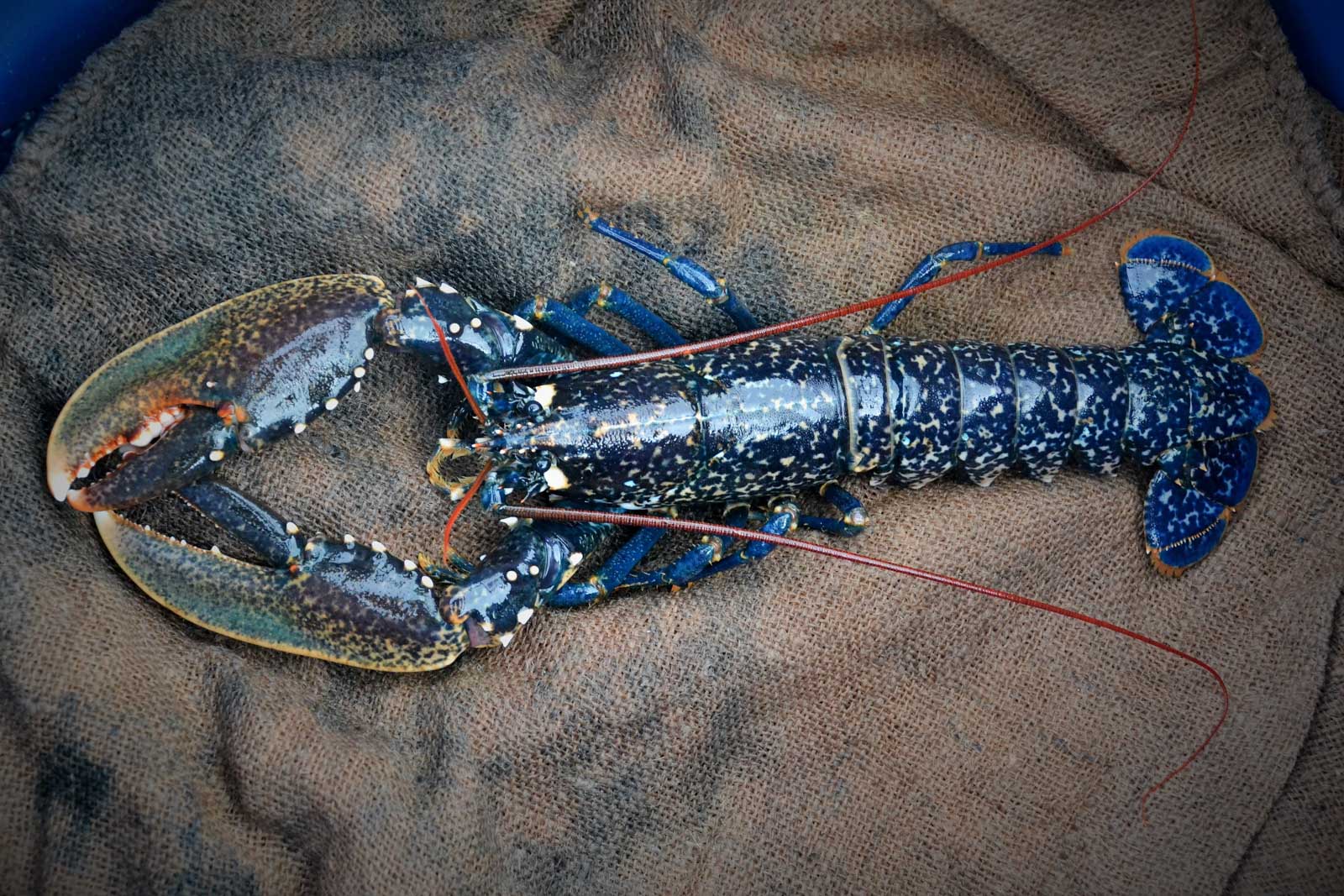 Crab & Lobster FMP - The Shellfish Association of Great Britain